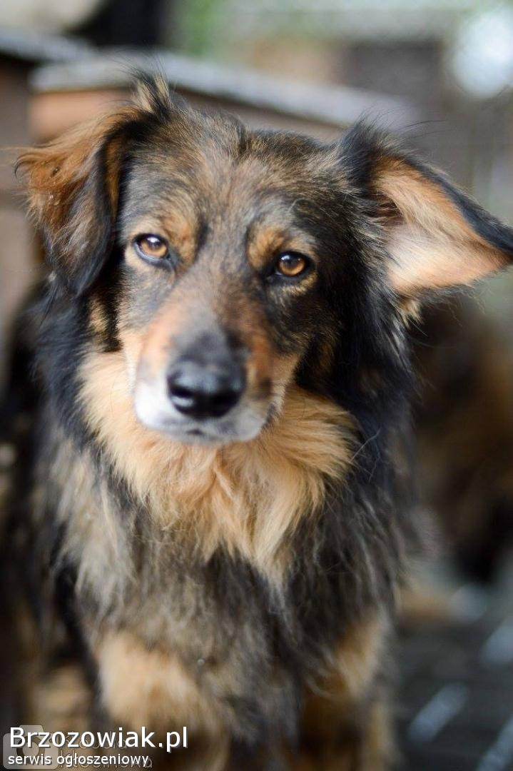 Wyjątkowy Robin szuka wyjątkowego domu Rzeszów - Brzozowiak.pl