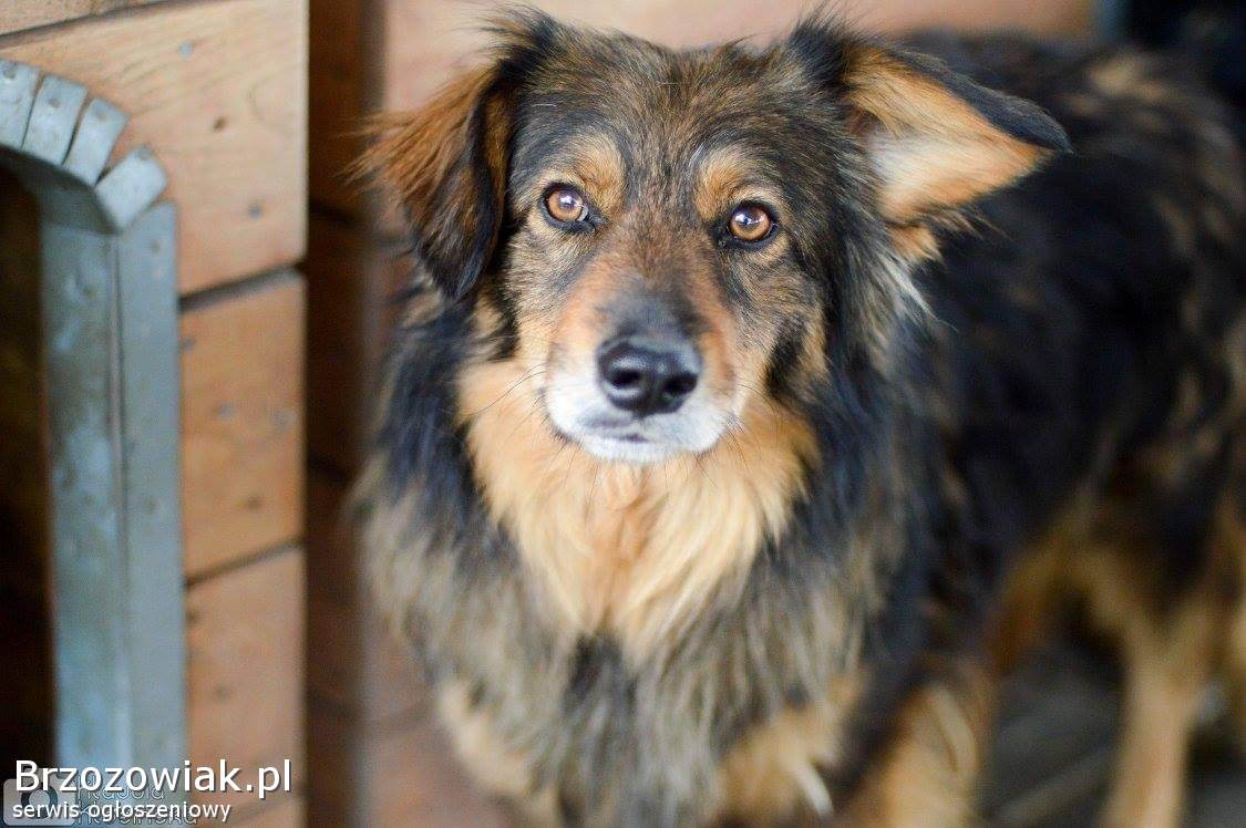 Wyjątkowy Robin szuka wyjątkowego domu Rzeszów - Brzozowiak.pl